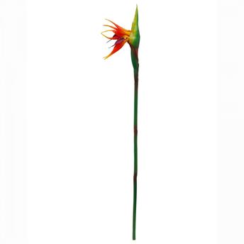 Buy Strelitzia Single-Stem Flower (78 cm, Red) Online in Dubai & the ...
