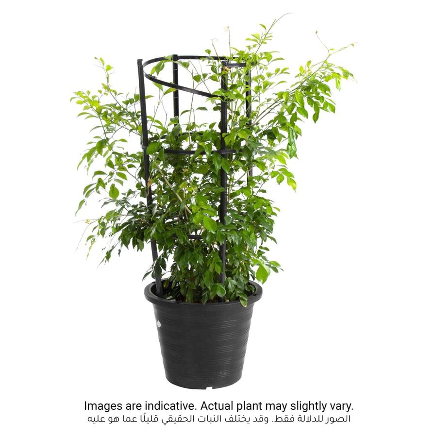 Shop Murraya Paniculata Outdoor Plant Online - ACE UAE